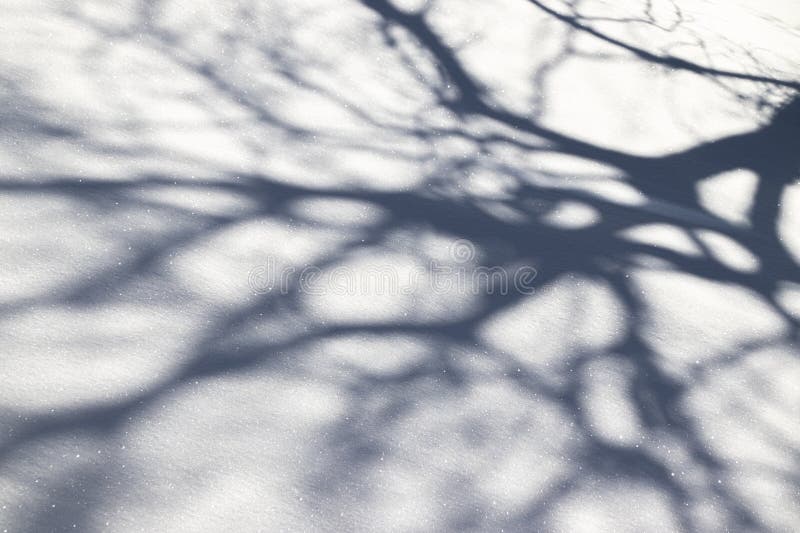 Shadows of Tree Branches on Sparkling White Snow Stock Photo - Image of ...