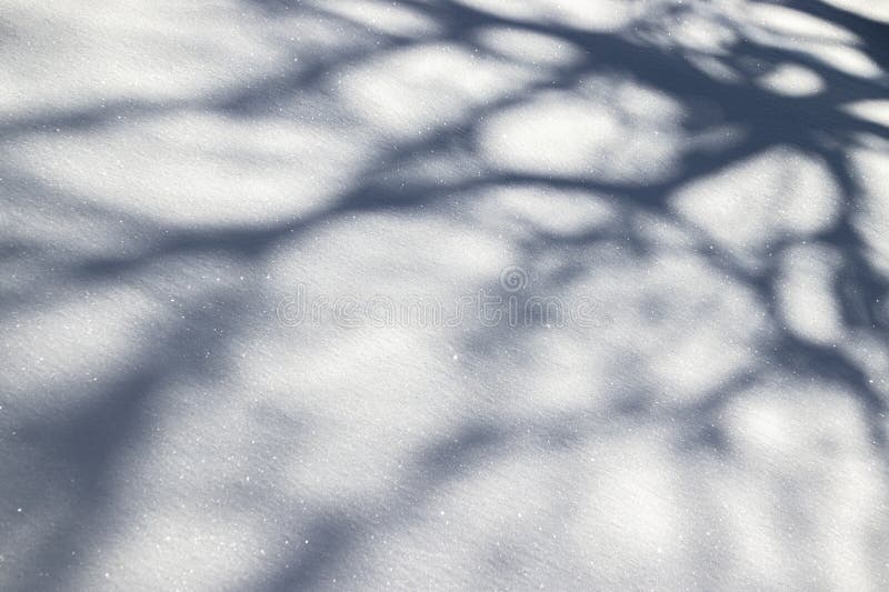 Shadows of Tree Branches on Sparkling White Snow Stock Photo - Image of ...
