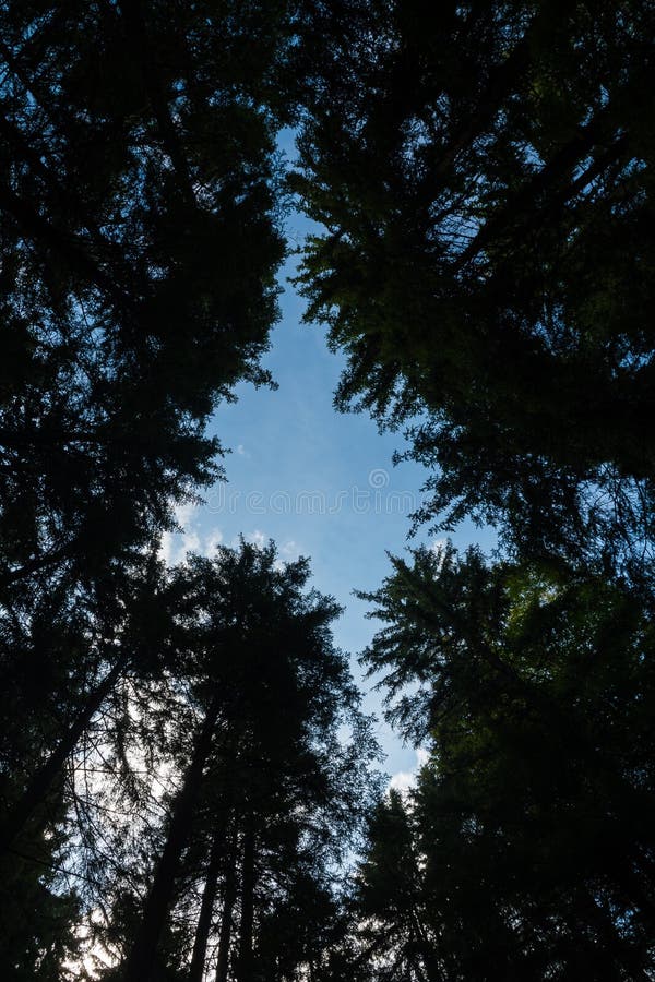 Tree Branches Creating a Unique Jet-fighter Shape Stock Image - Image ...