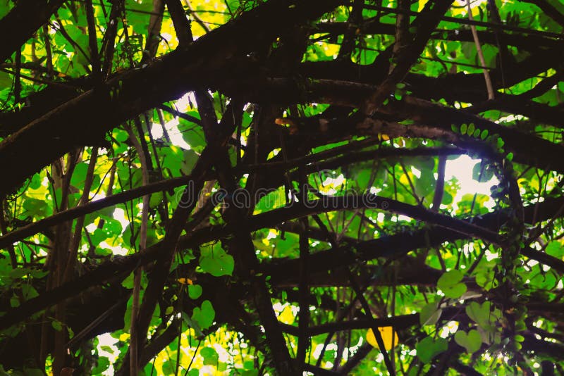 Tree Branches Cross in the Light Sun Stock Photo - Image of forest ...