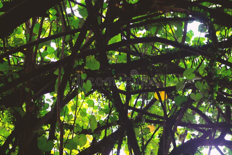 Tree Branches Cross in the Sun Stock Image - Image of forest, texture ...
