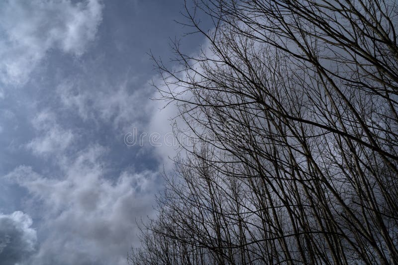 Branches with a Dark Cloudy Sky on a Rainy and Windy Day in Spring ...