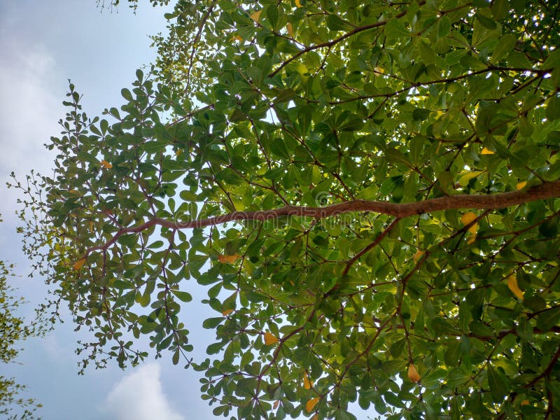 Tree Branches during the Day with the Leaves Outside the House Stock ...