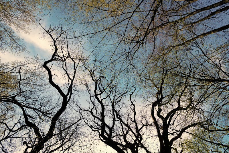 Tree Branches in Deciduous Forest Against Sky Upward View, Treetops ...