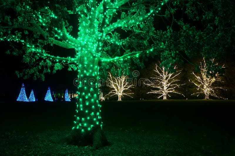 A Tree with Branches Decorated in Green String Lights Stock Image ...
