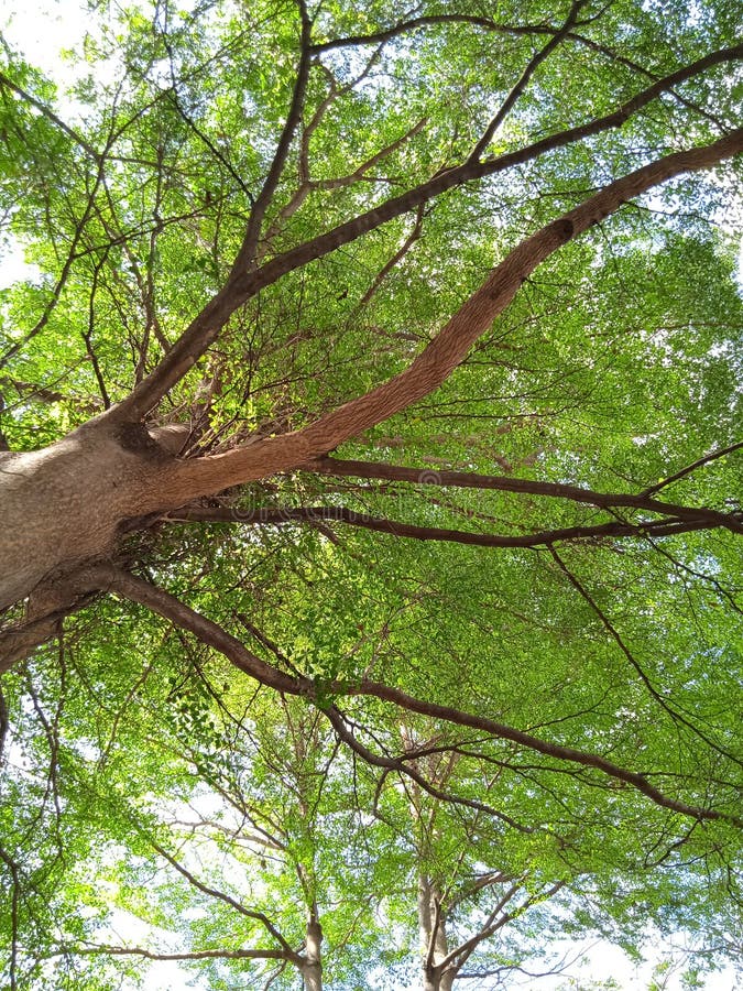Tree Branches And Dense Green Leaves Will Make The Beauty Of Nature ...