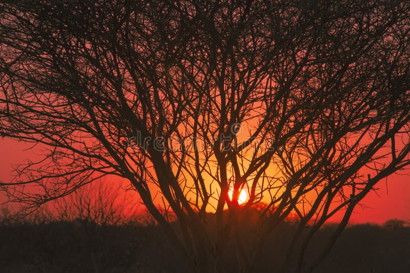 Tree branches dusk stock photo. Image of dusk, namibia - 163105470