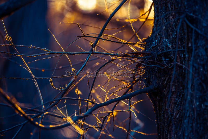 Tree Branches with Evening Light Stock Image - Image of cold, autumn ...