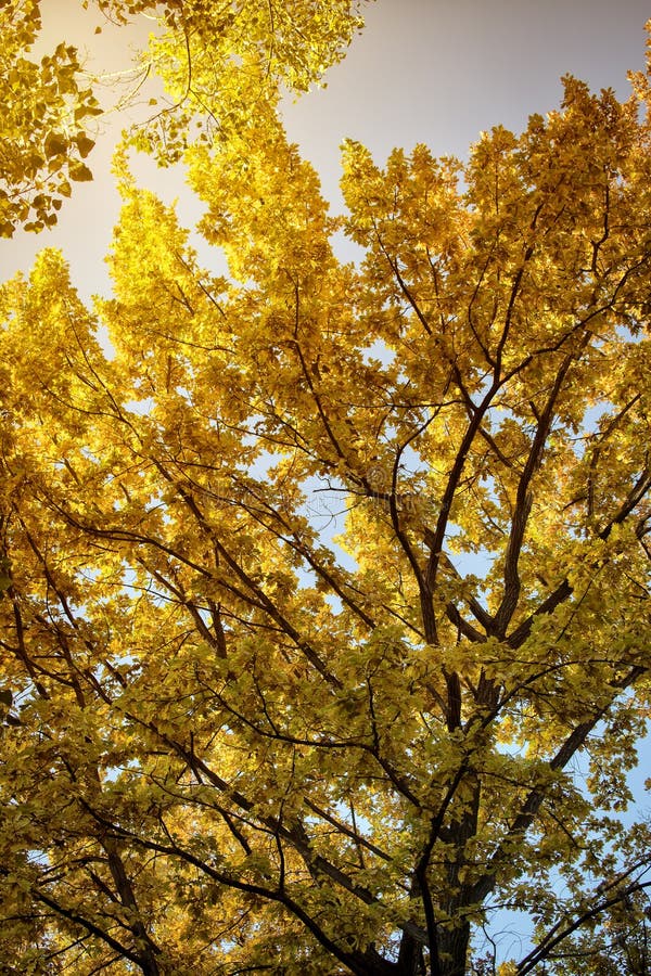 Autumn background. stock photo. Image of fall, branches - 129999386