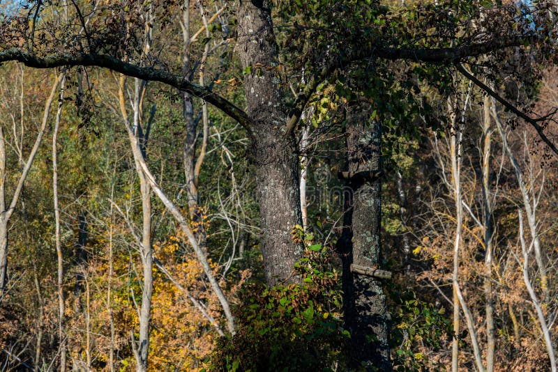 Tree Branches with Fall Foliage in the Deciduous Forest Stock Image ...
