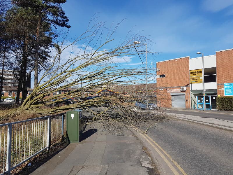Large Tree Fallen Across Road Stock Photos - Free & Royalty-Free Stock ...