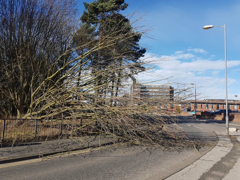 Tree with Branches Fallen during High Winds Across Street Road Stock ...