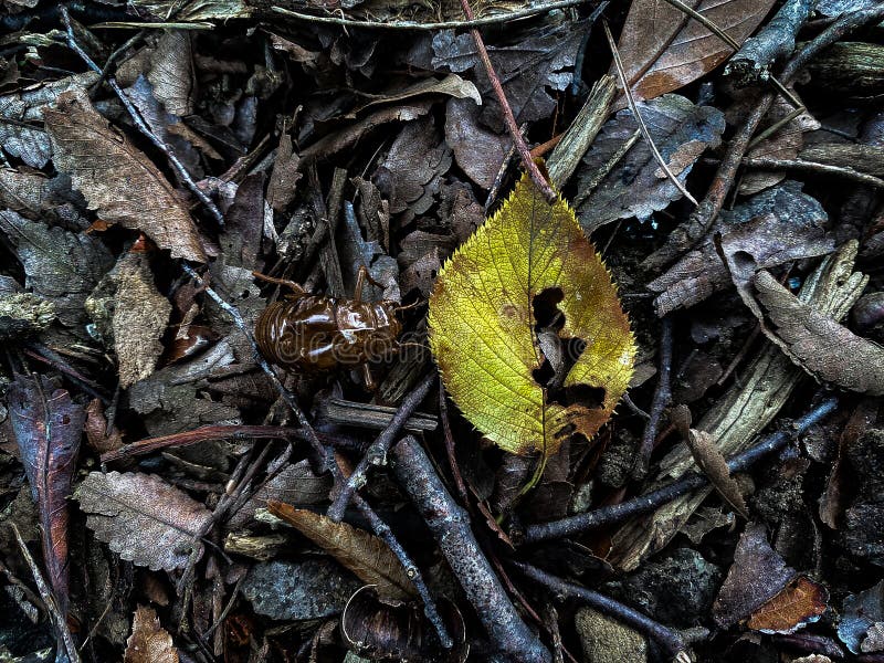 Tree Branches with Fallen Leaves that Blend with Nature and Beetle ...