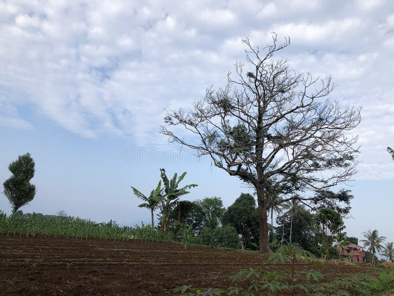 Tree Branches with Few Leaves in Summer Stock Photo - Image of white ...