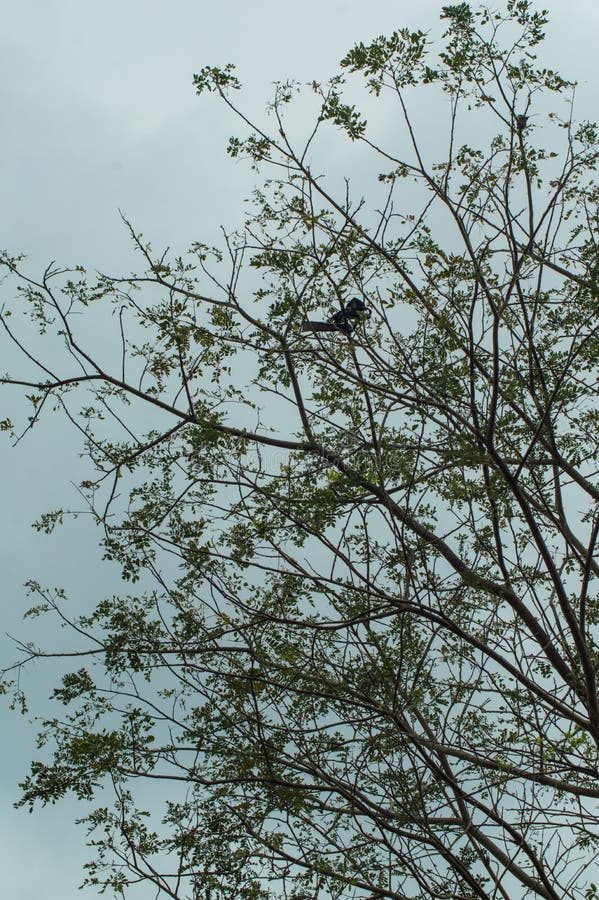 Tree Branches with Few Leaves Stock Photo - Image of nature, branches ...