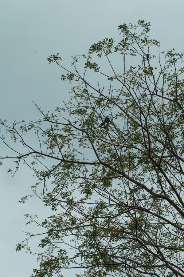 Tree Branches with Few Leaves Stock Image - Image of shadow, silhouette ...