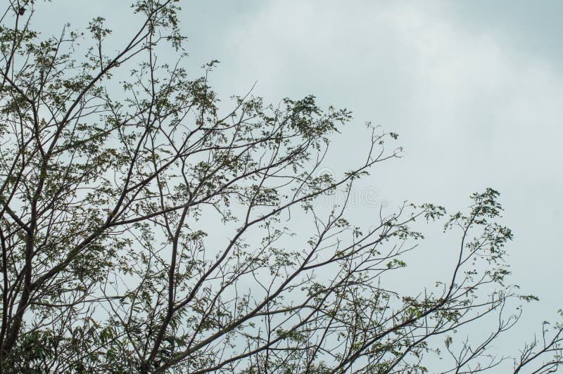 Tree Branches with Few Leaves Stock Image - Image of nature, tree ...