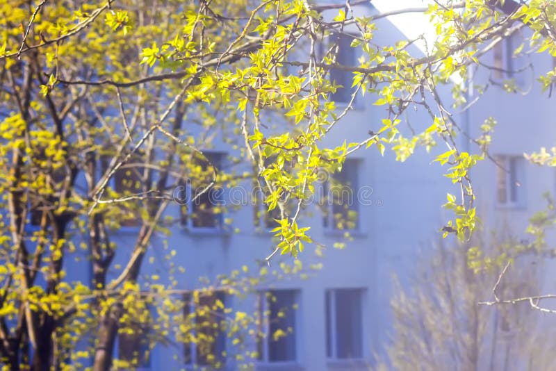 Tree Branches with First Green Leaves in the Sunlight Stock Image ...