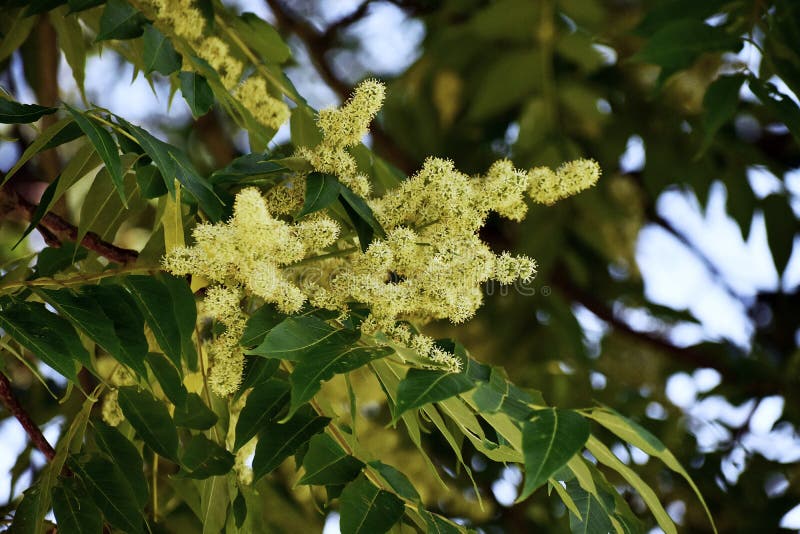 Rhus Copallinum or Shining Sumac Tree in the Summer Stock Photo - Image ...