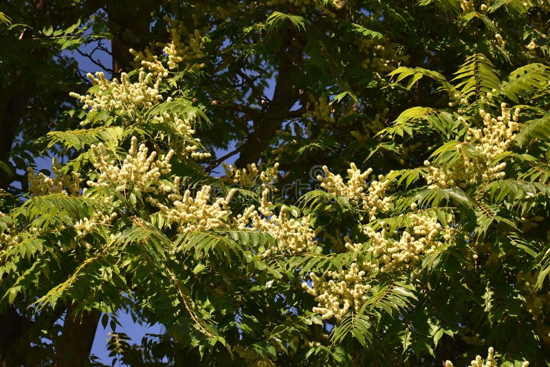 Tree Branches with Flowers of Rhus Copallinum. Stock Image - Image of ...