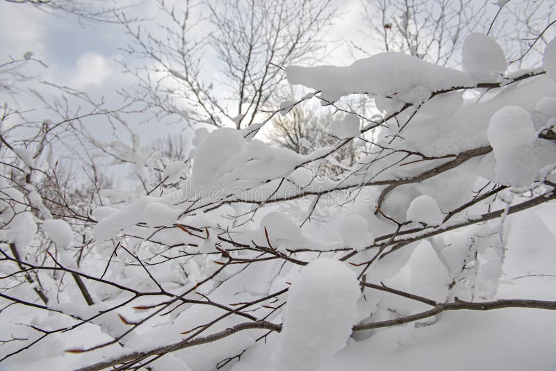 Fluffy Snow on Green Leaves of Mimosa Tree Stock Image - Image of white ...
