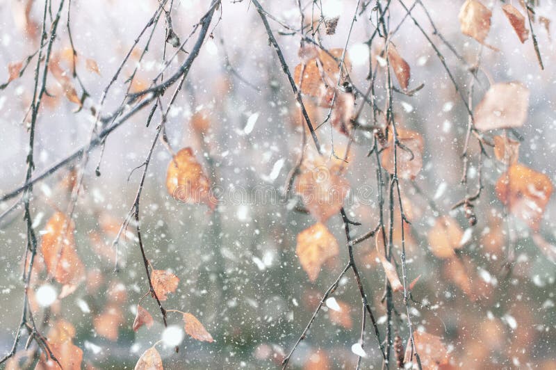 Tree Branches with Flying Autumn Leaves Under the First Falling Snow ...