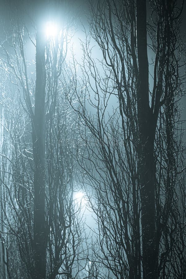 Tree Branches at Foggy Night Lit by Streetlamp Stock Image - Image of ...