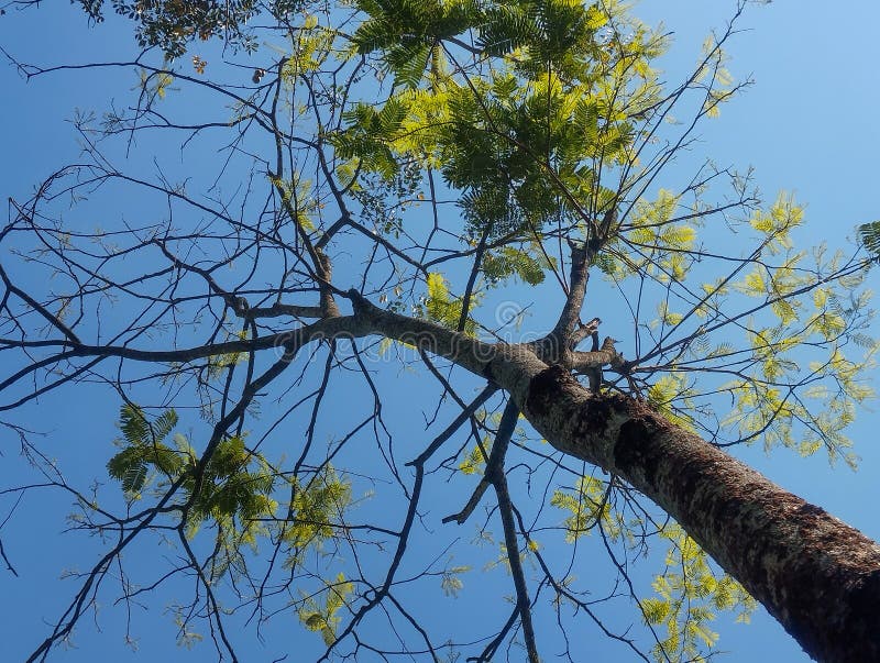 Tree Branches and Foliage Spread Out Against the Backdrop of the Blue ...