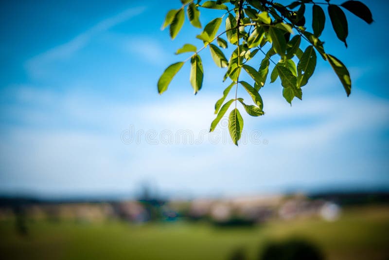 Tree Branches in the Foreground and a Village on the Horizon a Summer ...