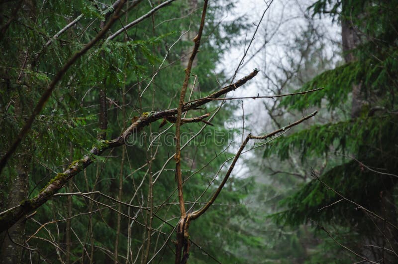 Tree Branches in the Forest, Dark Spruce Forest in the Rain Stock Image ...