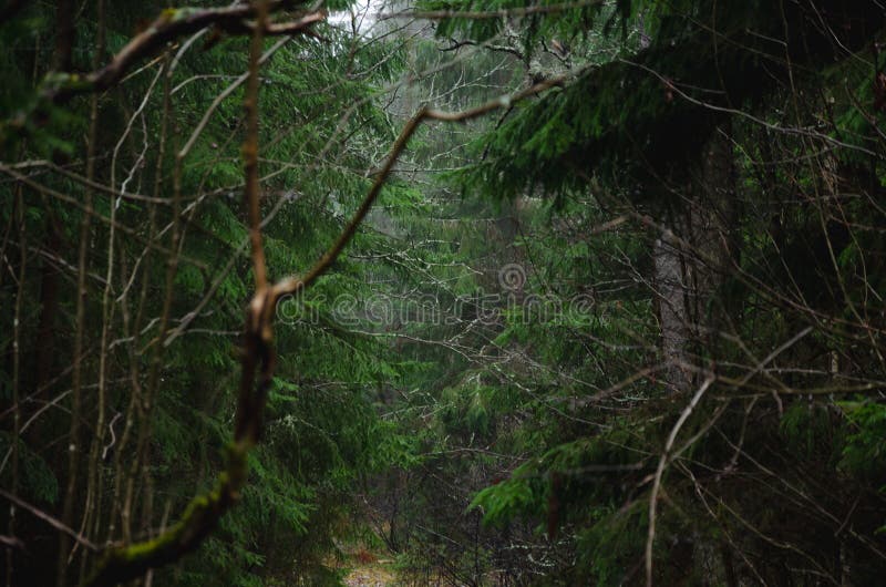 Tree Branches in the Forest, Dark Spruce Forest in the Rain Stock Image ...