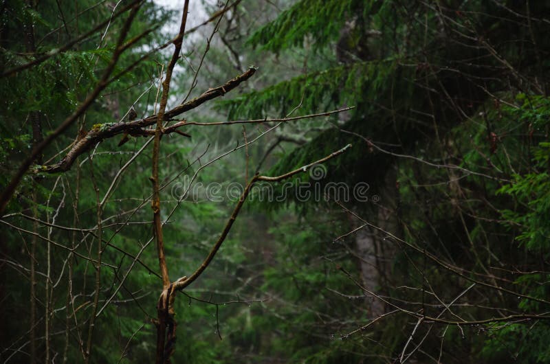 Tree Branches in the Forest, Dark Spruce Forest in the Rain Stock Image ...