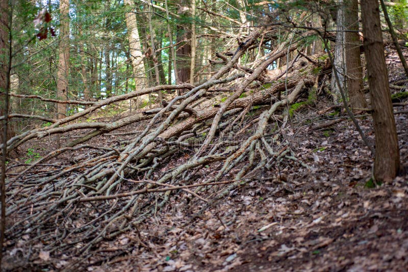 Tree Branches on the Forest Floor Near Watkins Glen State Park Stock ...