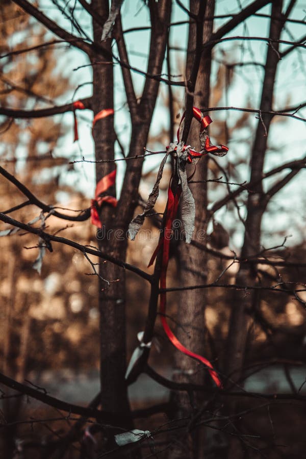 Tree stock image. Image of blossom, light, wood, branches - 248904309