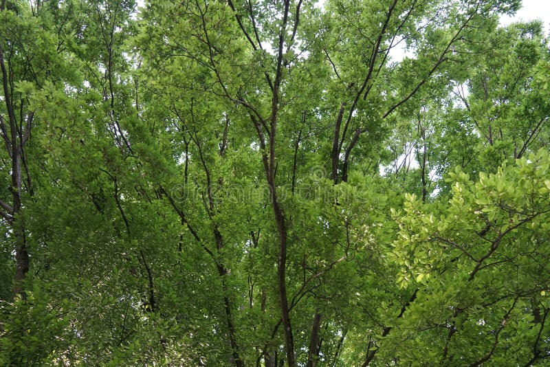 Tree Branches Forming a Crown with Thich Foliage in the Springtime ...