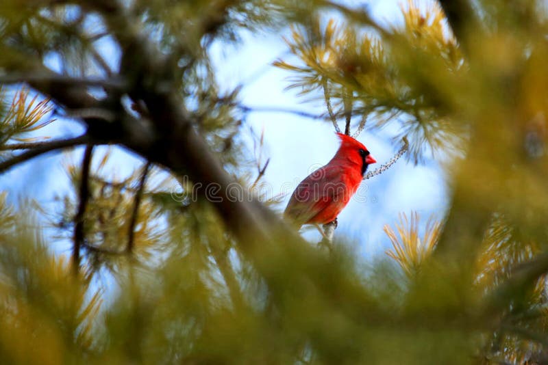 Male Cardinal Sitting in a Tree Stock Image - Image of cardinal ...