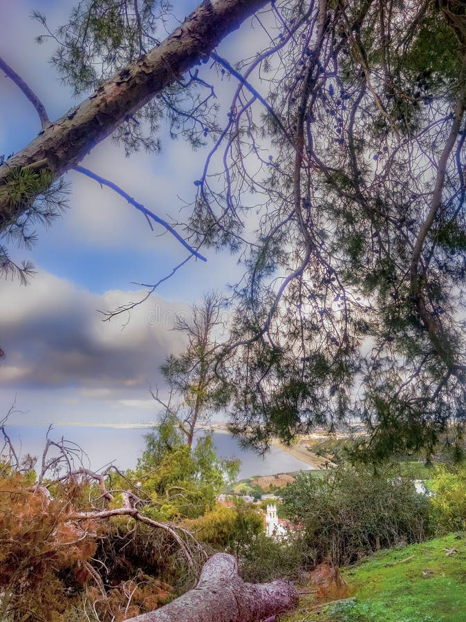 Portrait Style Photograph of Tree Lined Meadow with Full Ocean View ...