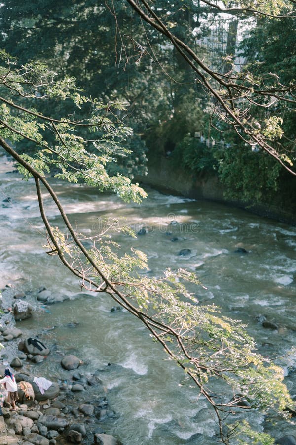 Tree Branches Framing a View of a Large River Stock Photo - Image of ...
