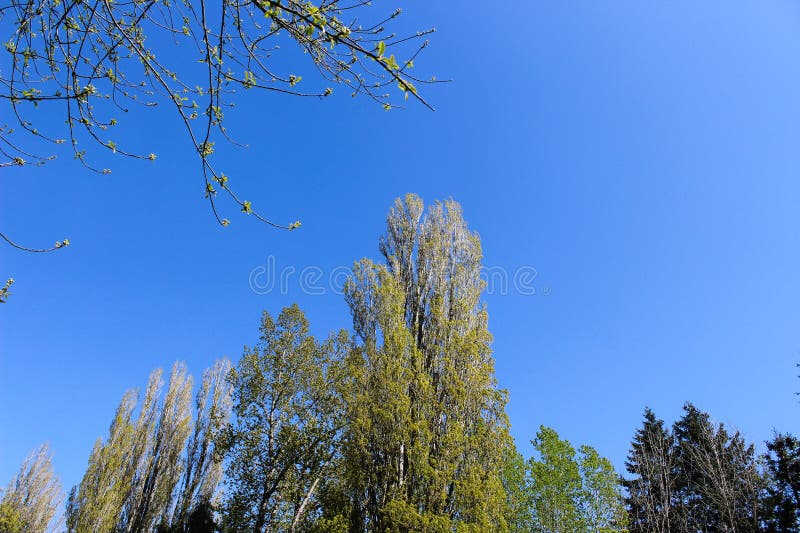 Tall Trees with Clear Blue Sky in Spring Stock Photo - Image of blue ...