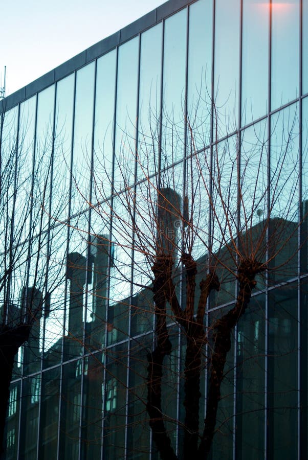 Tree Branches in Front of Glass Windows Screen at Sunrise with ...