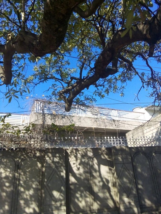 Tree Branches in Front of Home Outdoor Trees Stock Image - Image of ...