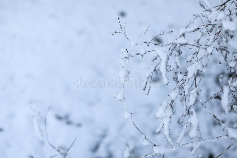 Tree Branches Frozen in the Ice. Branch in Winter Forest. Covered with ...