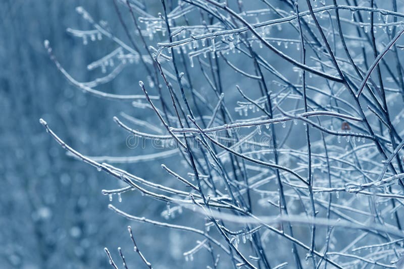 Tree Branches Frozen in the Ice. Frozen Tree Branch in Winter Forest ...