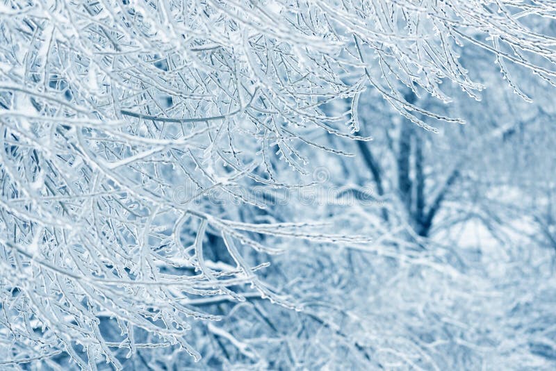 Tree Branches Frozen in the Ice. Frozen Tree Branch in Winter Forest ...