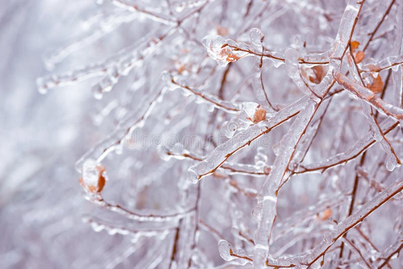 Tree Branches Frozen in the Ice. Frozen Tree Branch in Winter Forest ...