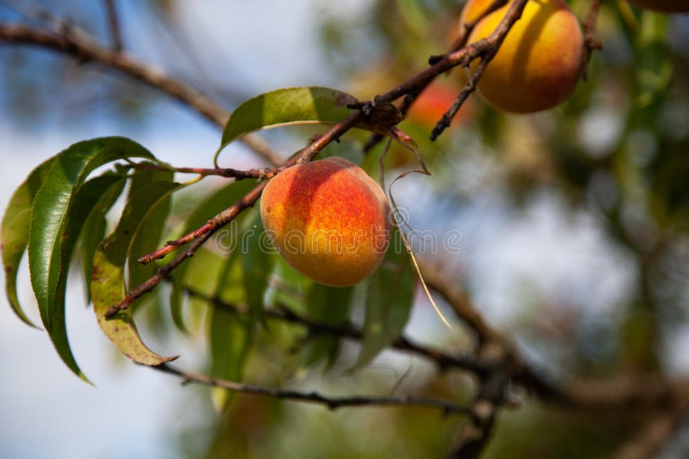 Tree Branches with the Fruit of Ripe Peach Flavored Stock Image - Image ...