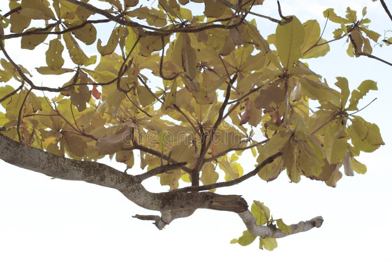 The Tree Branches Full of Leaves with Sky Background. Stock Photo ...