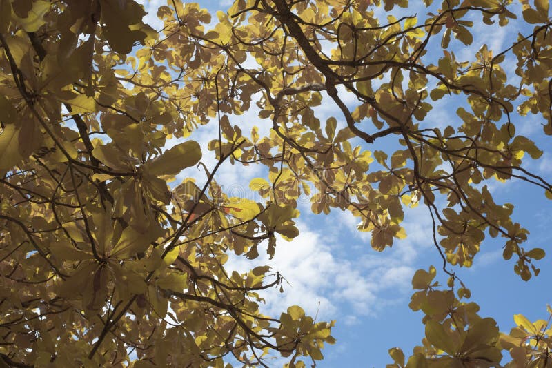 The Tree Branches Full of Leaves with Sky Background. Stock Image ...
