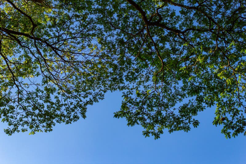 Tree Branches Full of Leaves. Stock Image - Image of ecology, afternoon ...