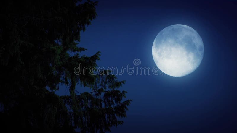 Tree Branches with Full Moon in the Forest Stock Video - Video of ...